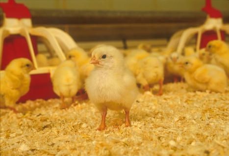 Nortura med plan for utfasing av Narasin i kyllingfôr - Medlemsportal ...