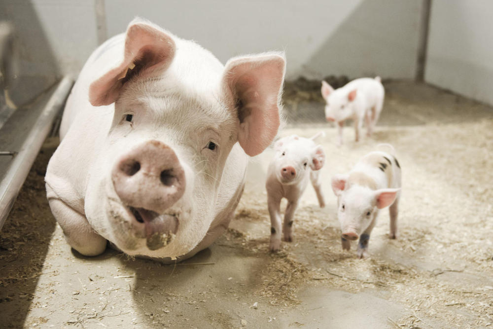 Priser purke/råne - Medlemsportal for Nortura SA