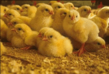 Nortura med plan for utfasing av Narasin i kyllingfôr - Medlemsportal ...