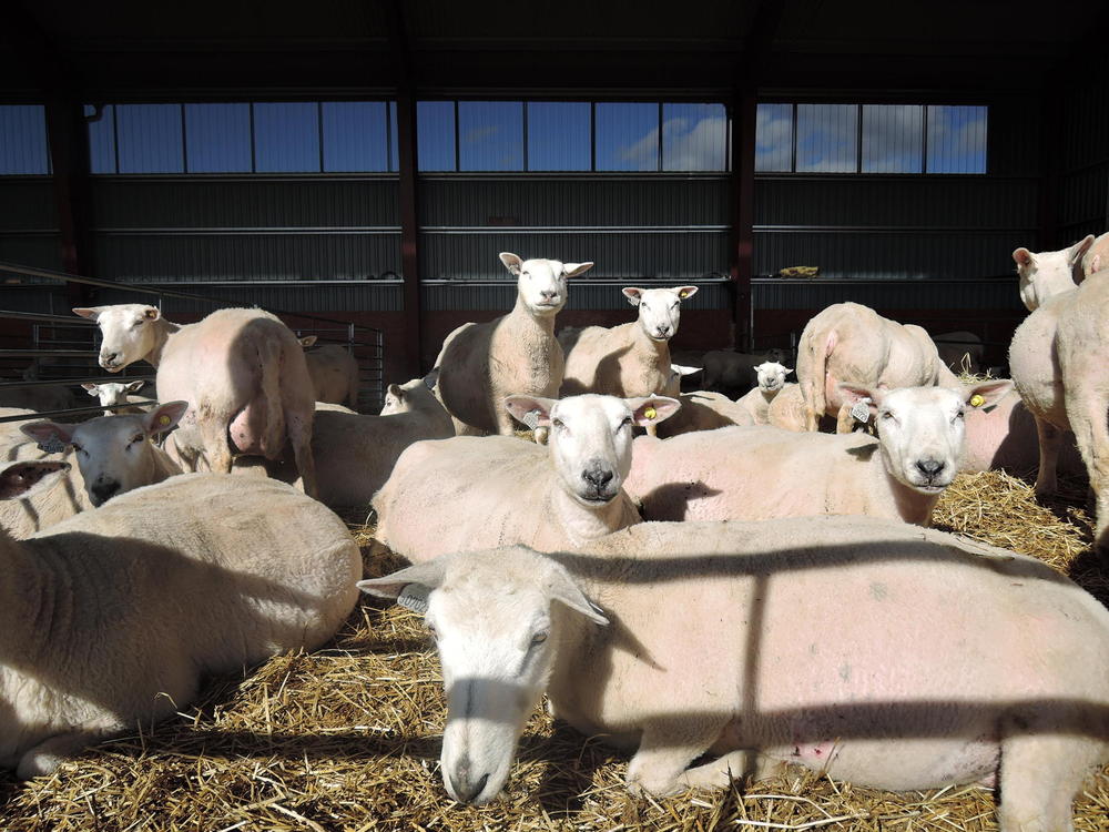 Planløsninger i sauefjøs - Medlemsportal for Nortura SA