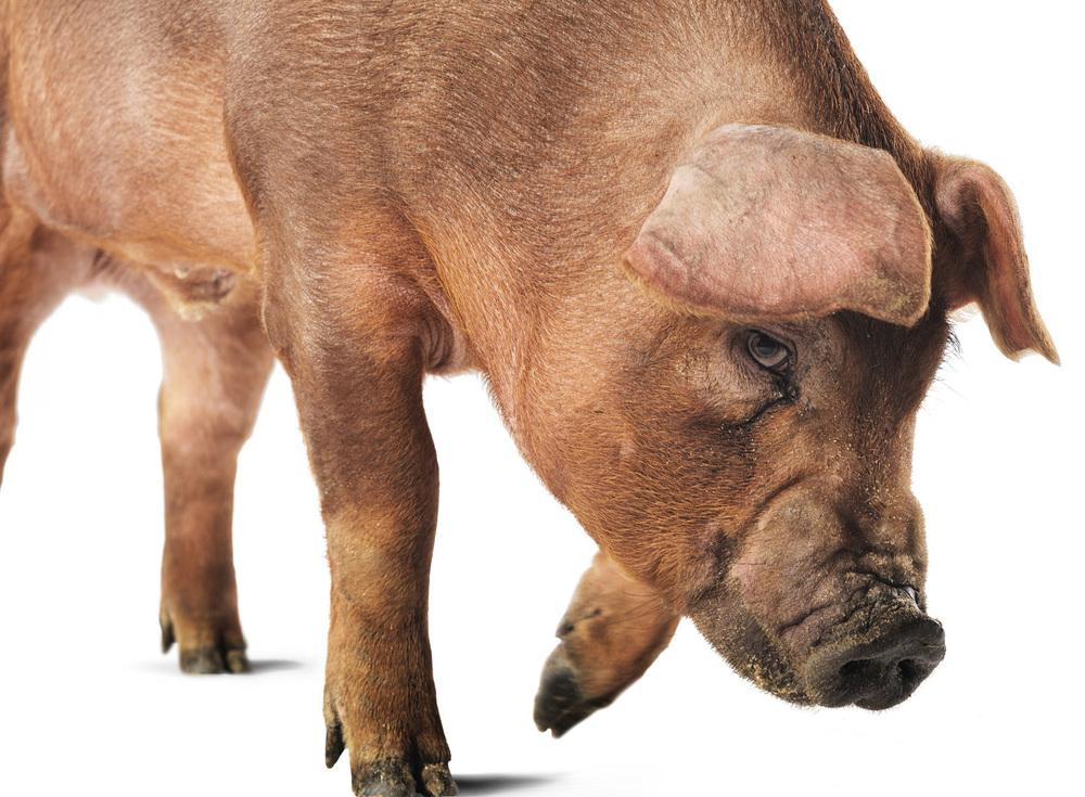 Topigs Norsvin valgte Norsk Duroc - Medlemsportal for Nortura SA