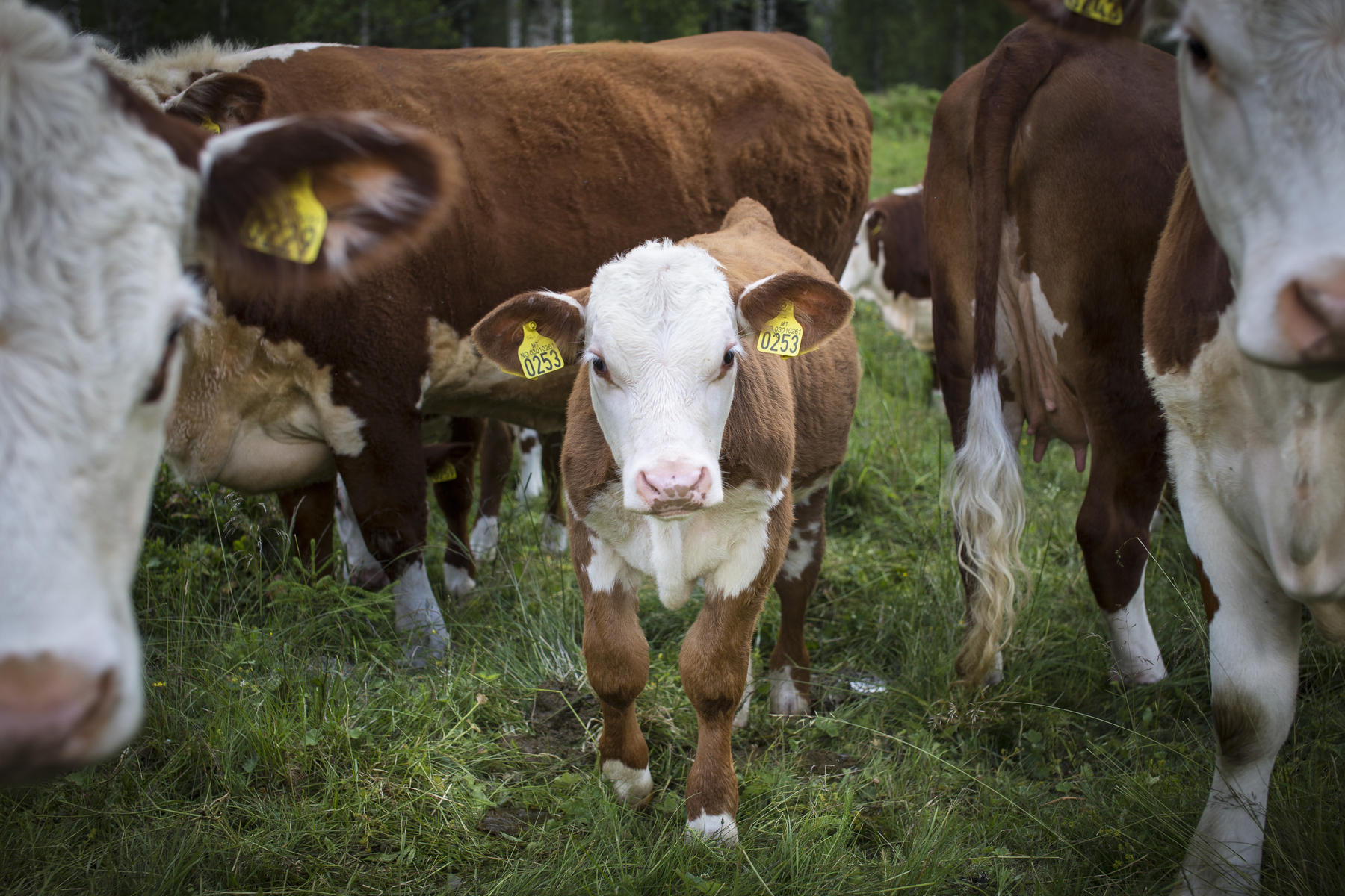 Priser kalv/fôringsdyr - Medlemsportal for Nortura SA