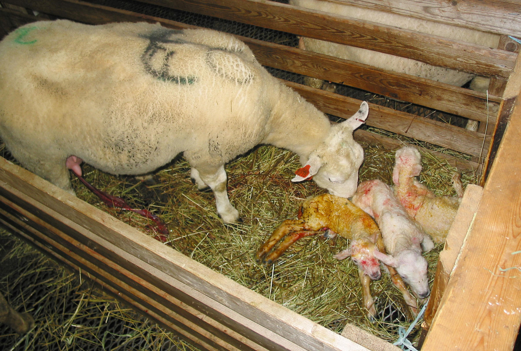 Lamming og fødselshjelp - Medlemsportal for Nortura SA
