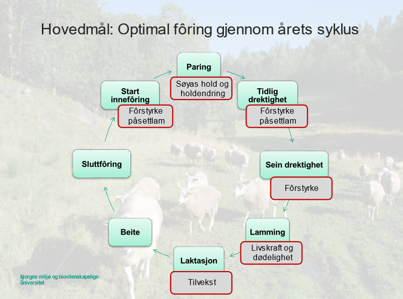 Fôring av søyer for livskraftige lam og høy tilvekst, resultat fra ...