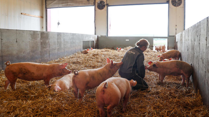 Kan ombygging av fjøset gi økt dyrevelferd hos gris? - Medlemsportal ...