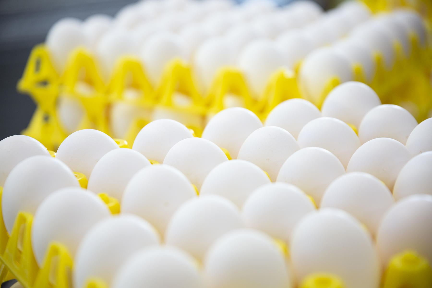 Nortura gir EGGstra tillegg til nye eggbønder - Medlemsportal for ...