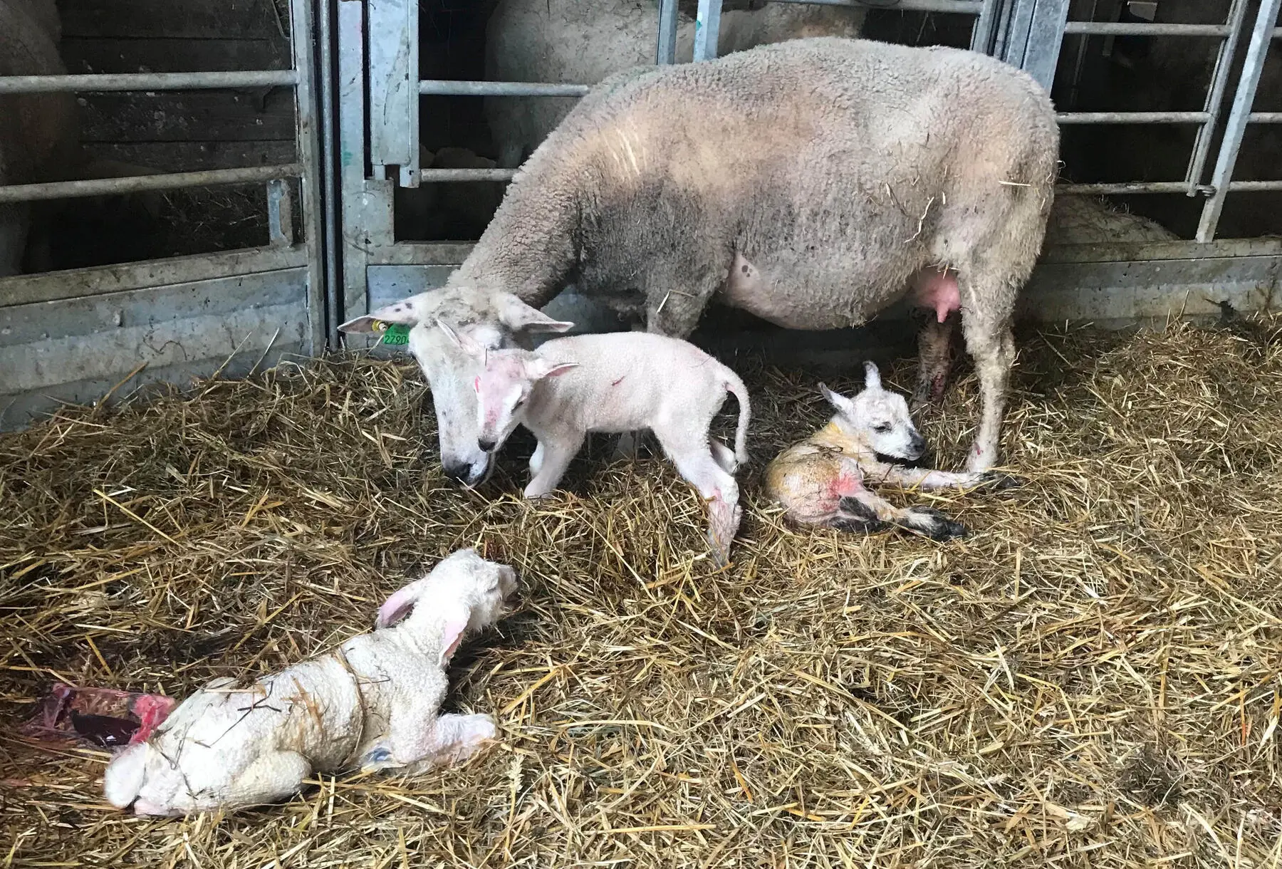 Lamming - Medlemsportal for Nortura SA